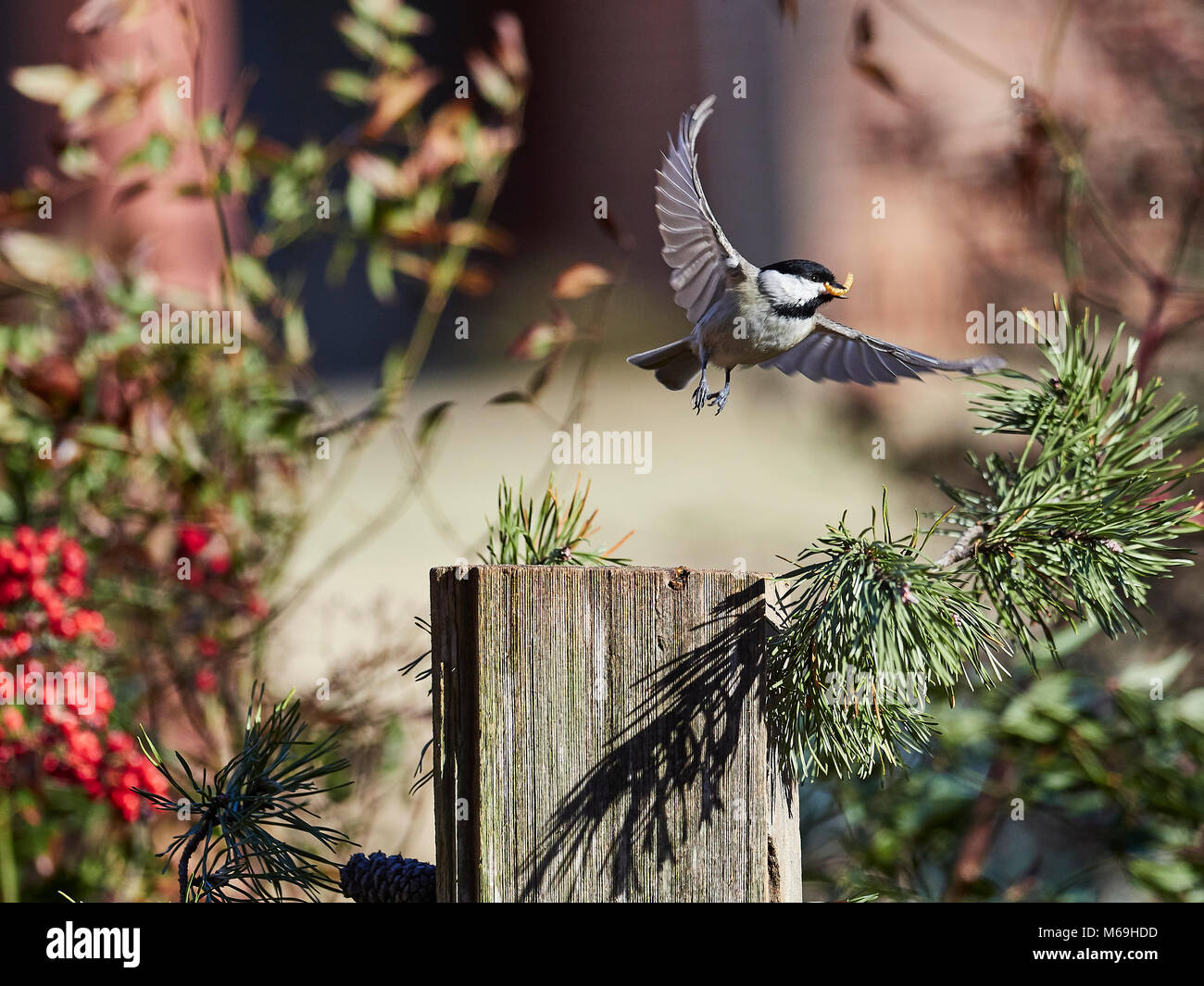 Chickadee flying hi-res stock photography and images - Alamy