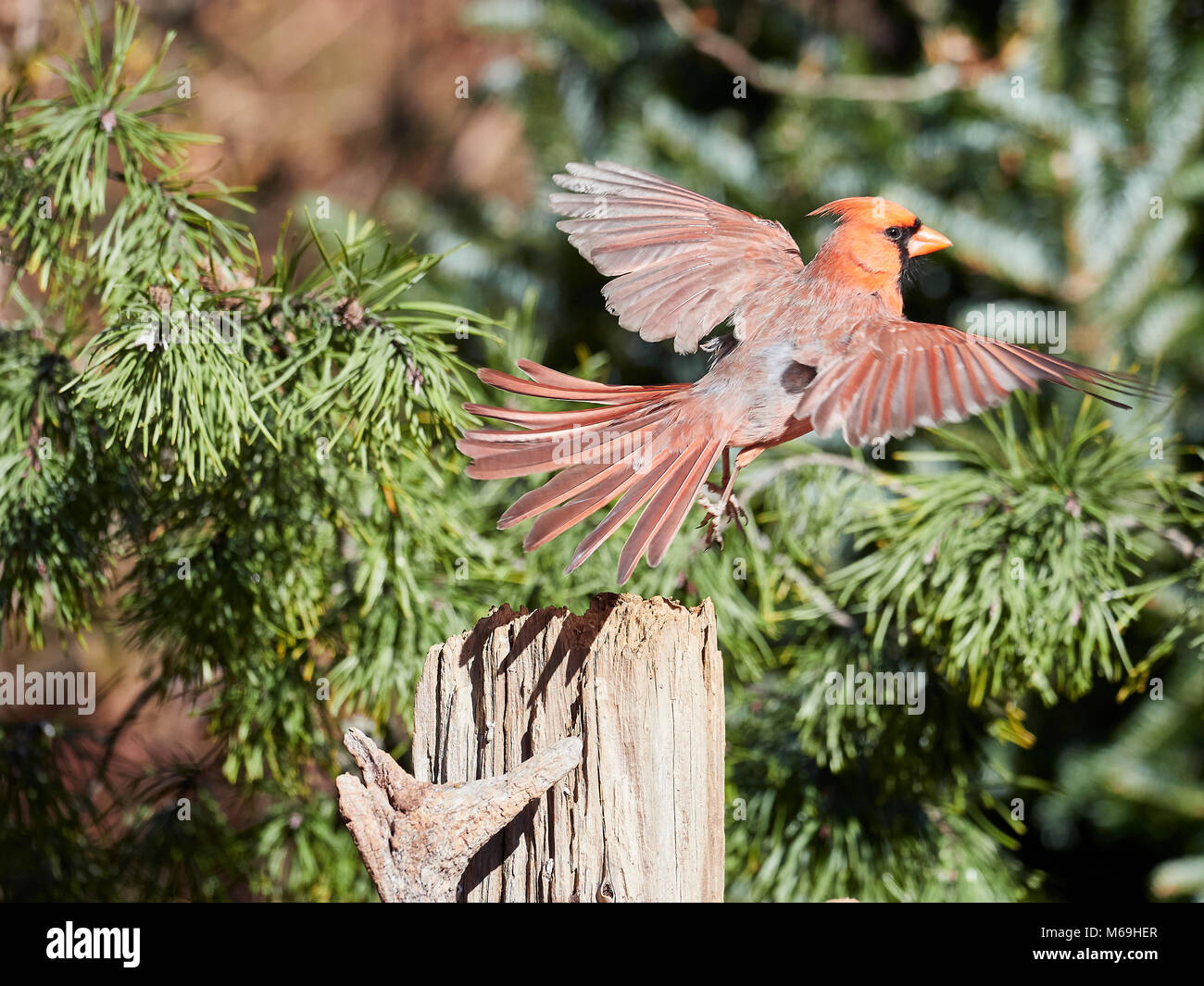 West virginia state bird hi-res stock photography and images - Alamy