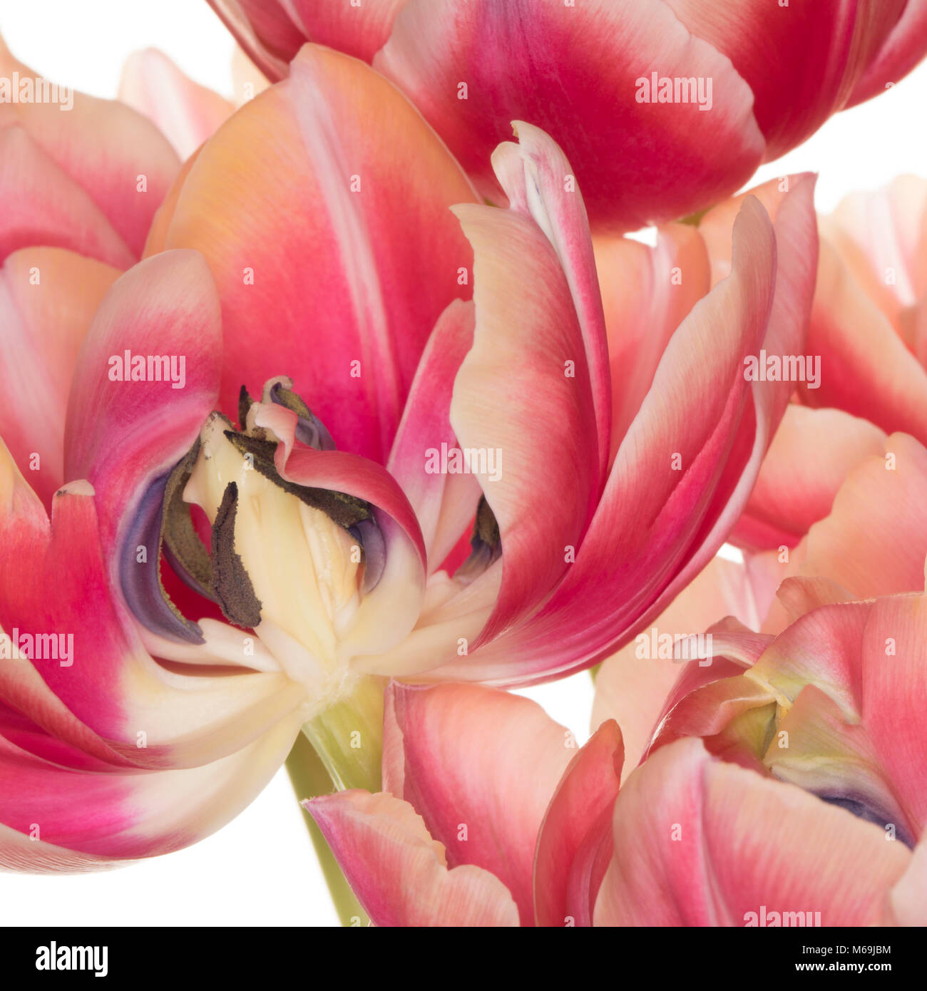 A cross section of a variegated tulip flower showing the detail of the ...