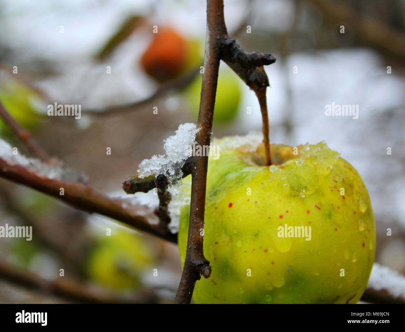 Frozen fruits hi-res stock photography and images - Alamy