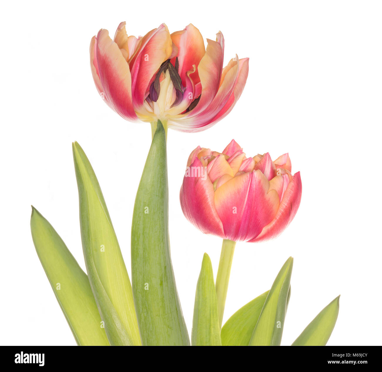 A cross section of a variegated tulip flower showing the detail of the ...