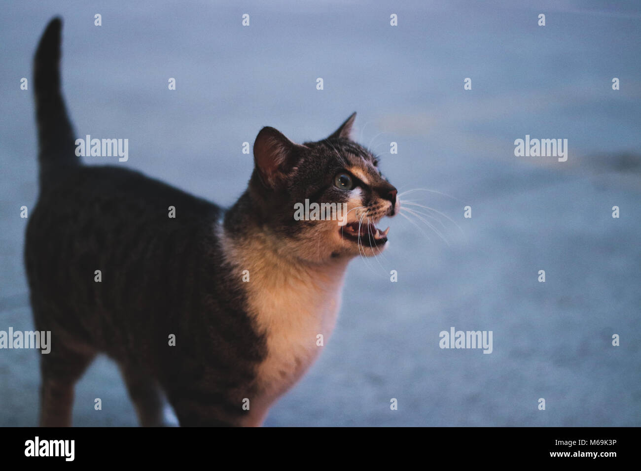 Meowing cat hi-res stock photography and images - Alamy