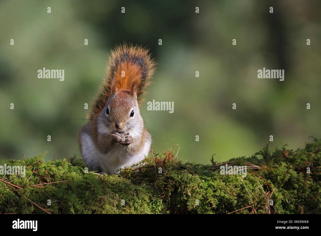 Red squirrel paws hi-res stock photography and images - Alamy
