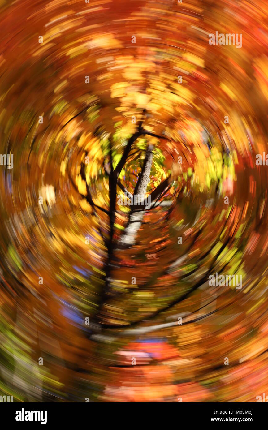 Spinning tree hi-res stock photography and images - Alamy