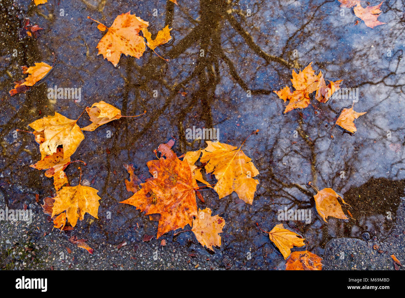 Reflection of autumn leaves in a puddle of rain. Genève Suisse. Geneva ...