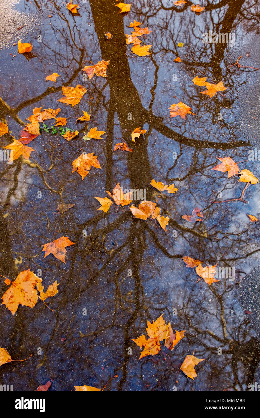Geneva Switzerland Park High Resolution Stock Photography and Images ...