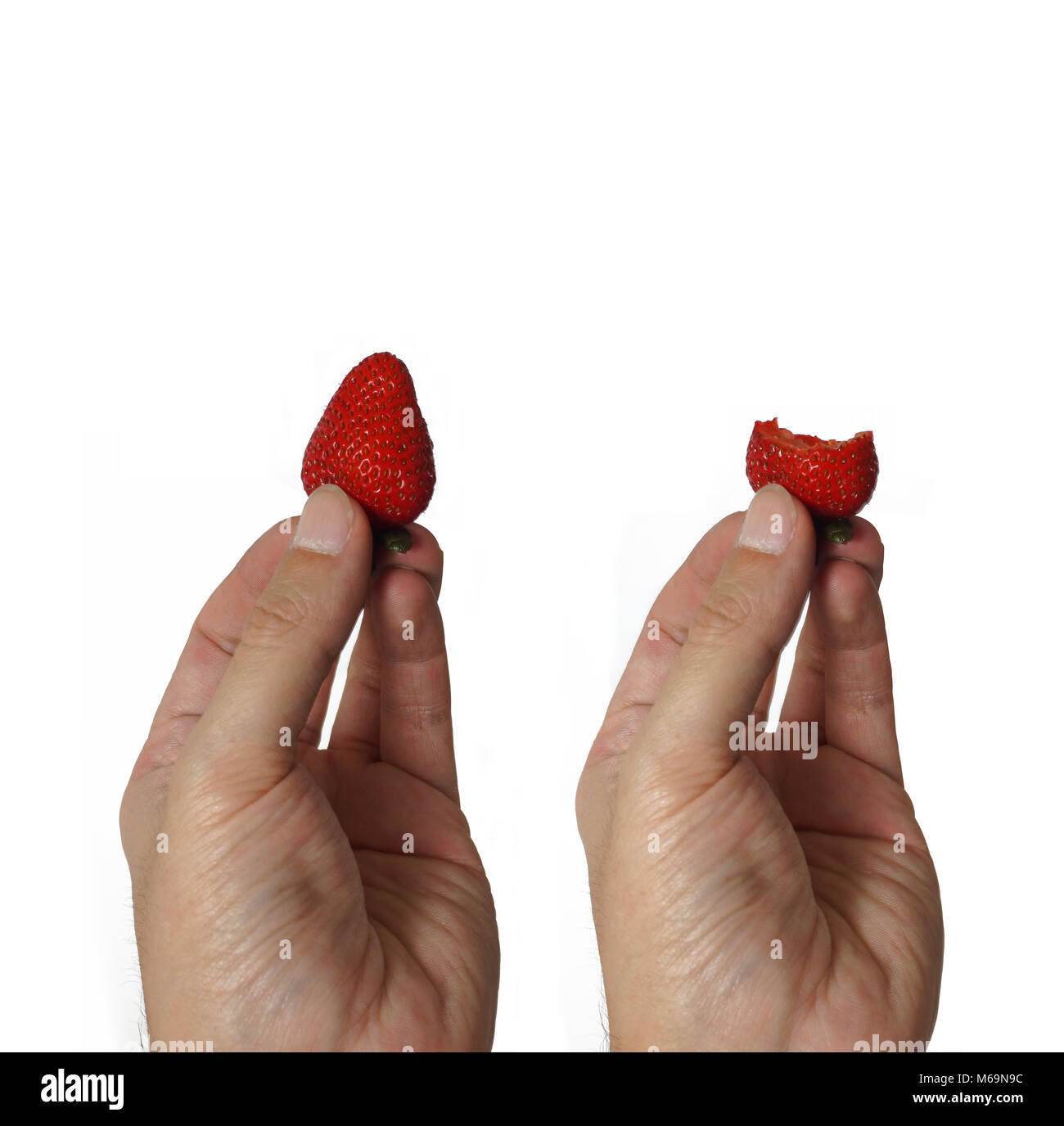 Close up of a man's hand holding a full strawberry with his fingers and ...