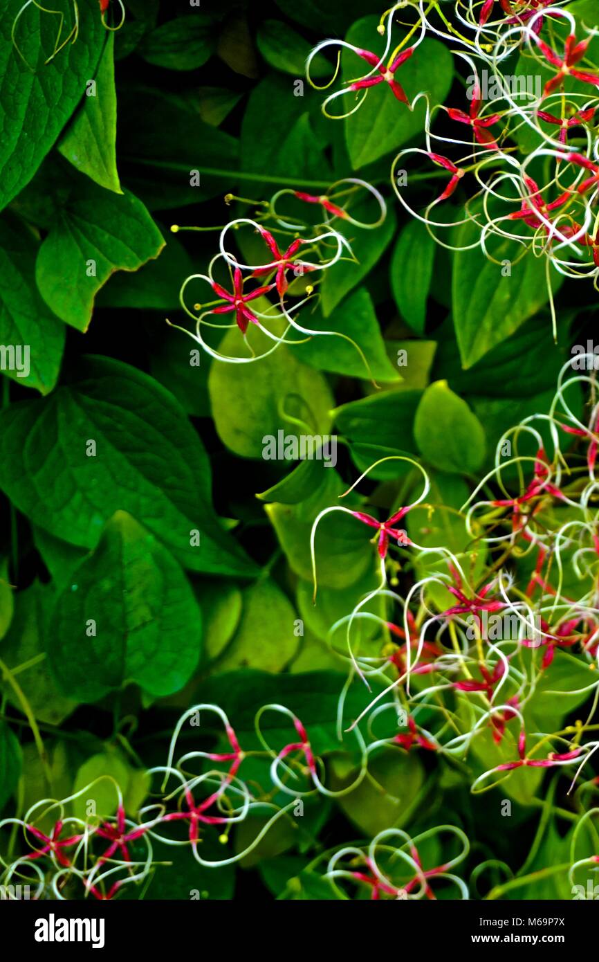 Curly floral wallpaper designs hi-res stock photography and images - Alamy