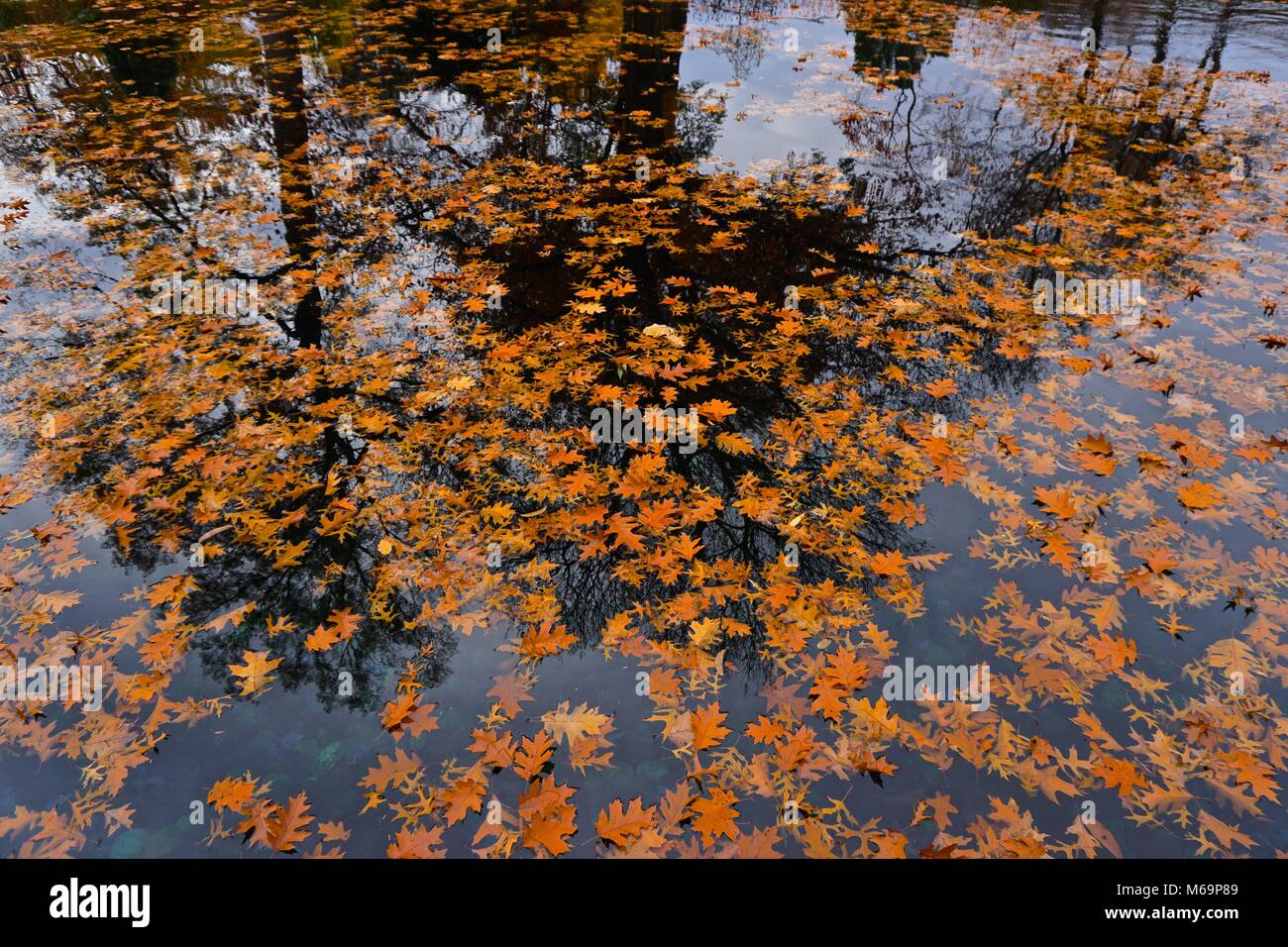 A pool filled with autumn leaves, with reflection of trees Stock Photo ...