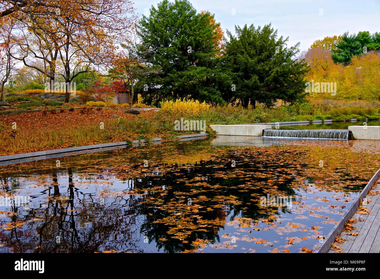 Trees and autumn leaves reflected in an outdoor pool at the New York ...