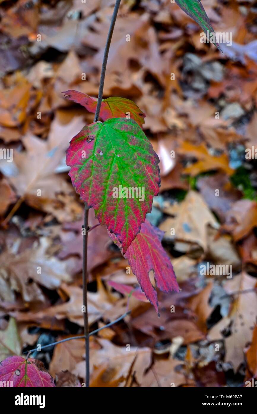 Green leaves with red edges hi-res stock photography and images - Alamy