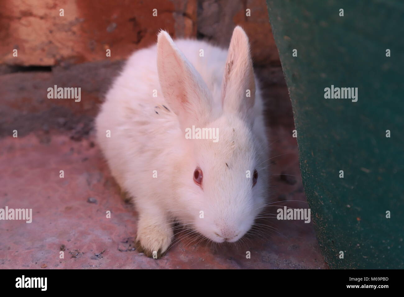 cute rabbit behind the flower pots Stock Photo - Alamy