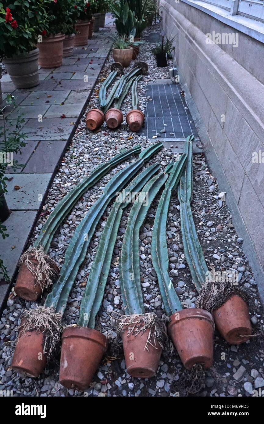 Rows of tall cactus plants that have outgrown their pots, lying on ...