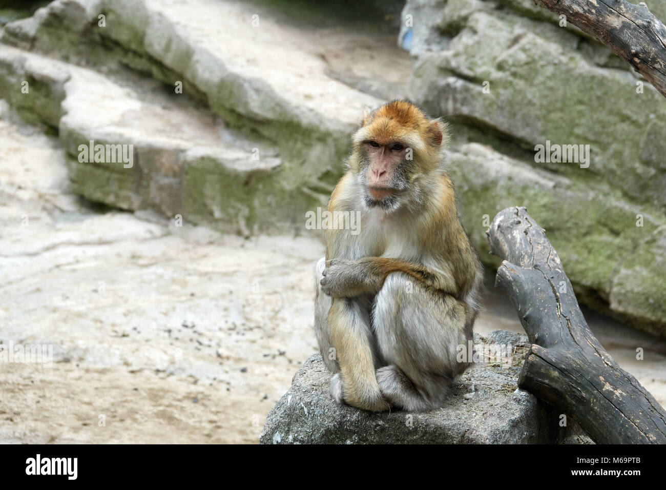 One monkey is sitting on a stone. Look to the right. Wise look Stock ...