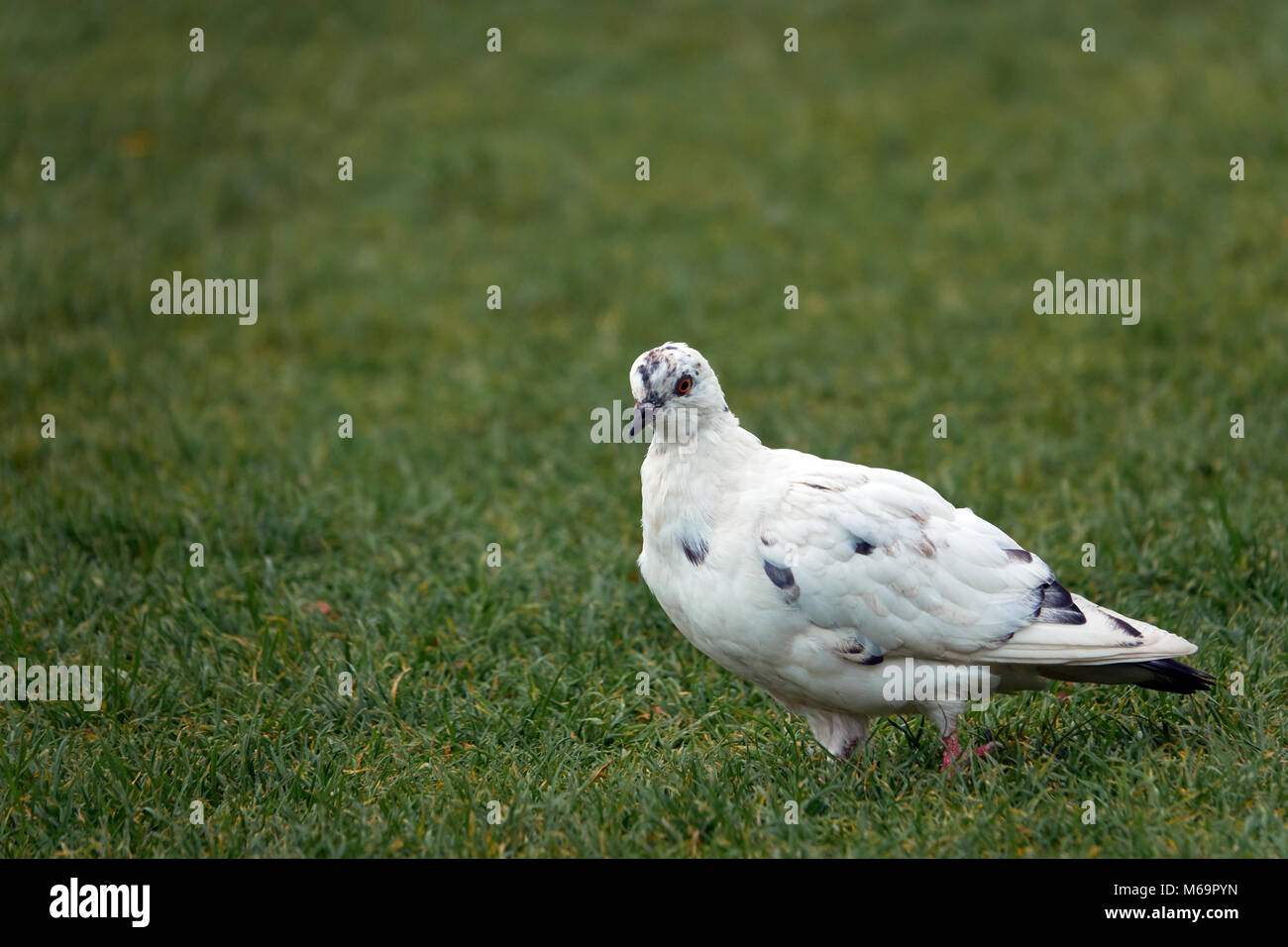 A lone white dove is walking on the grass. Animals albinos Stock Photo ...