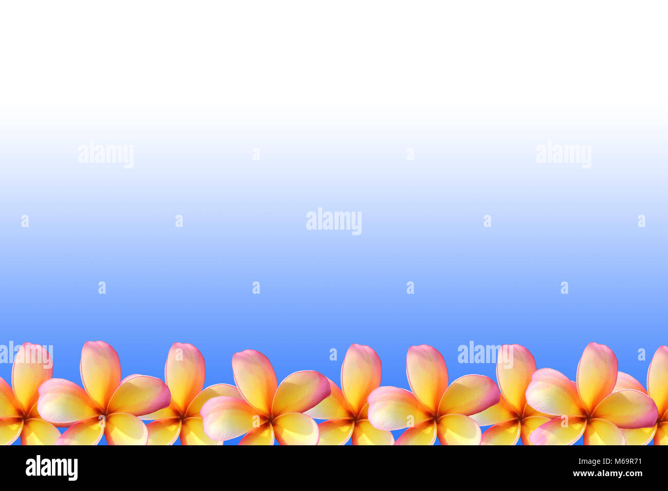Frangipani, Plumeria flower frame on blue background Stock Photo - Alamy