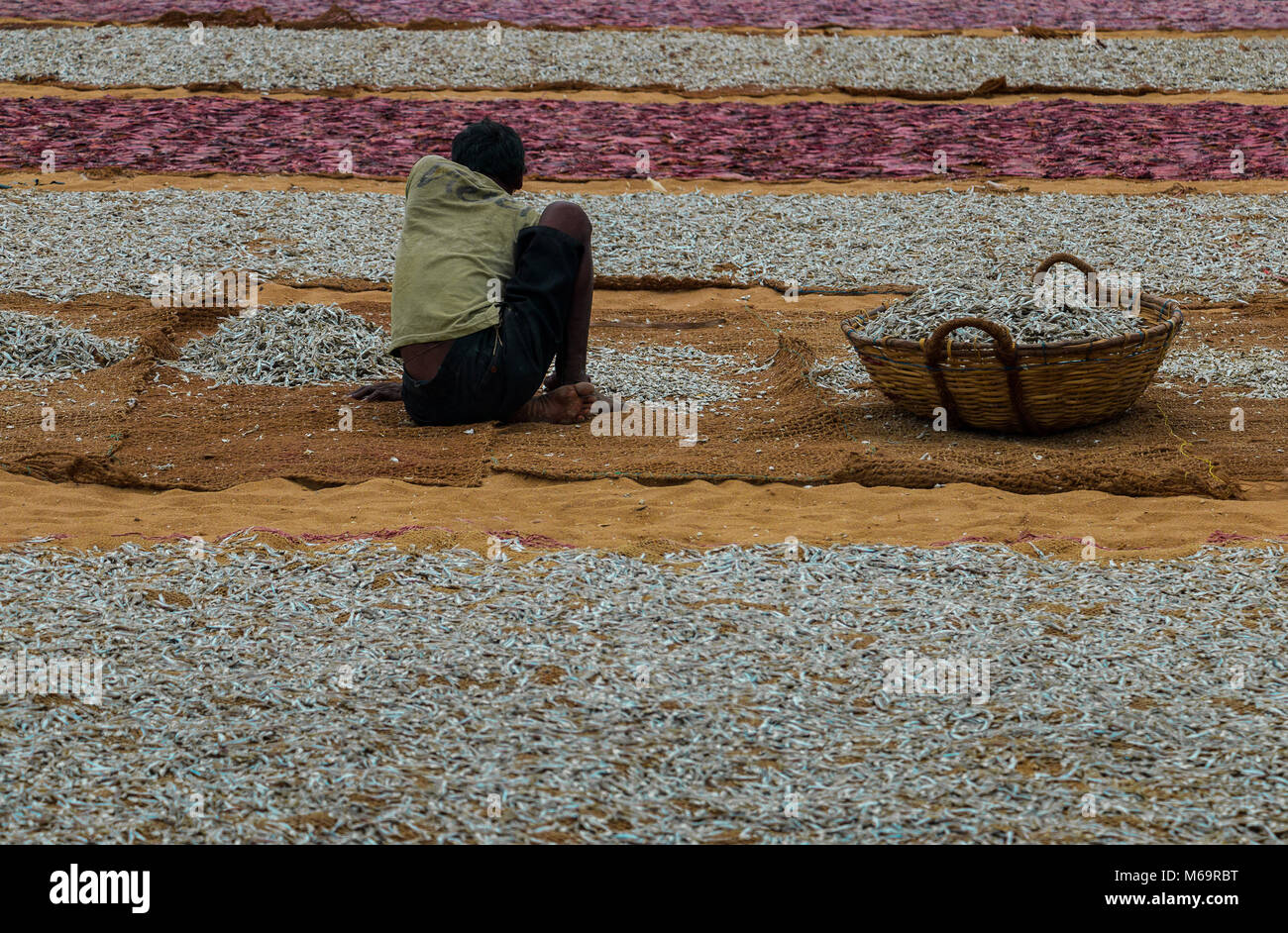 Production of dried fish hi-res stock photography and images - Alamy