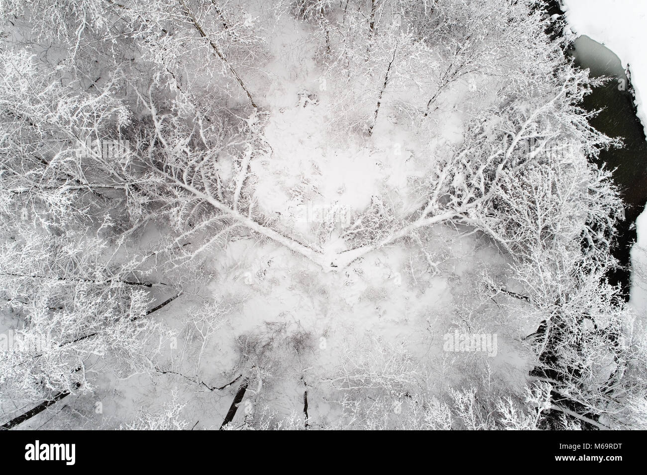 A broken tree is covered with snow. Aerial photography Stock Photo - Alamy