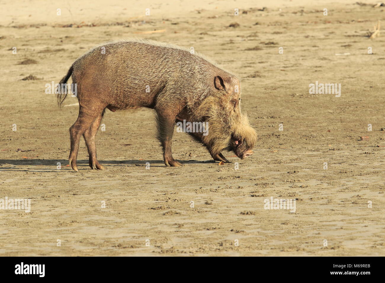 Bearded pig boar hi-res stock photography and images - Alamy