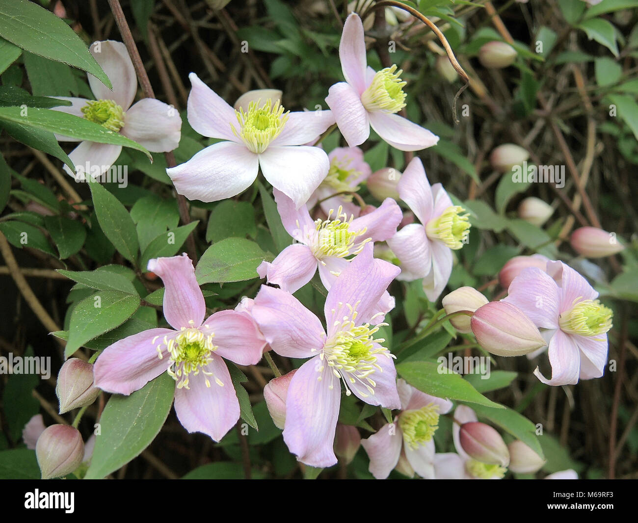 Clematis climbing plant twiners plant hi-res stock photography and ...