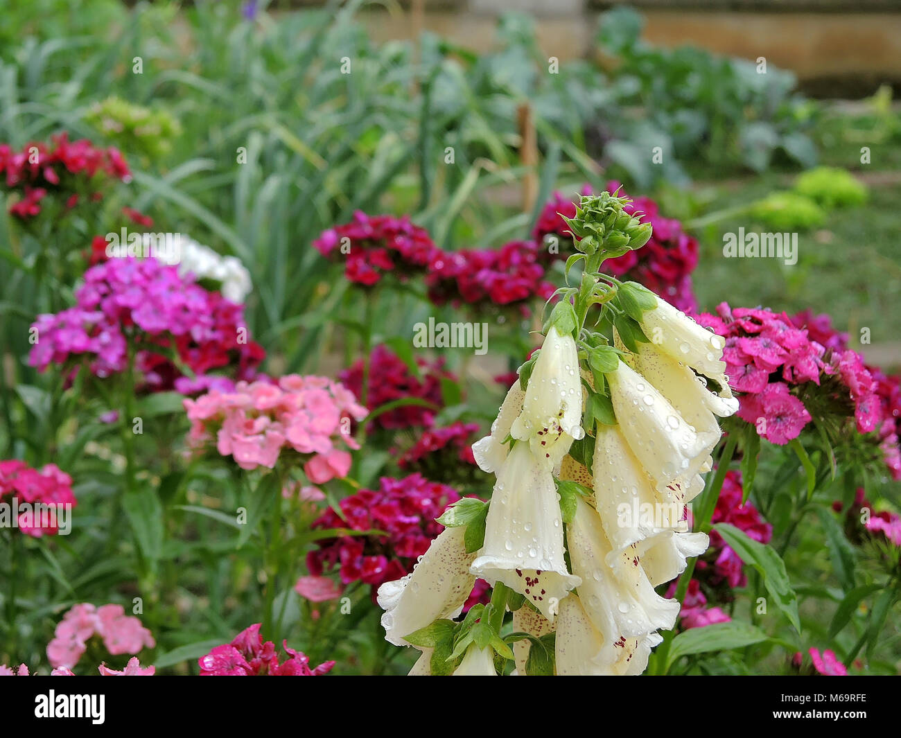 Good neighbours garden hi-res stock photography and images - Alamy