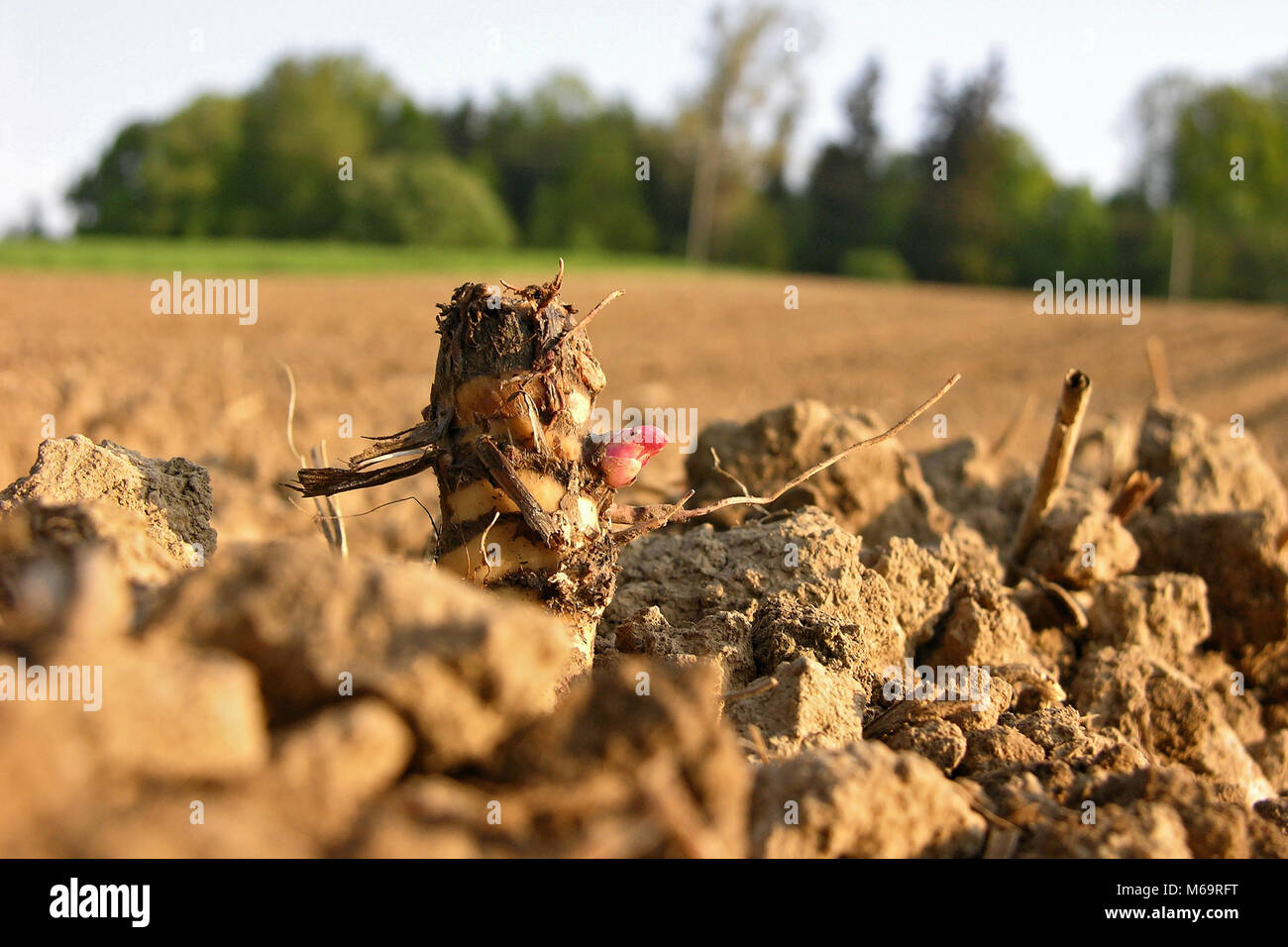 Nawaros hi-res stock photography and images - Alamy