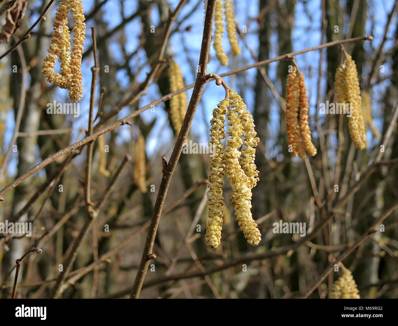 Hazelnut Bushes High Resolution Stock Photography and Images - Alamy