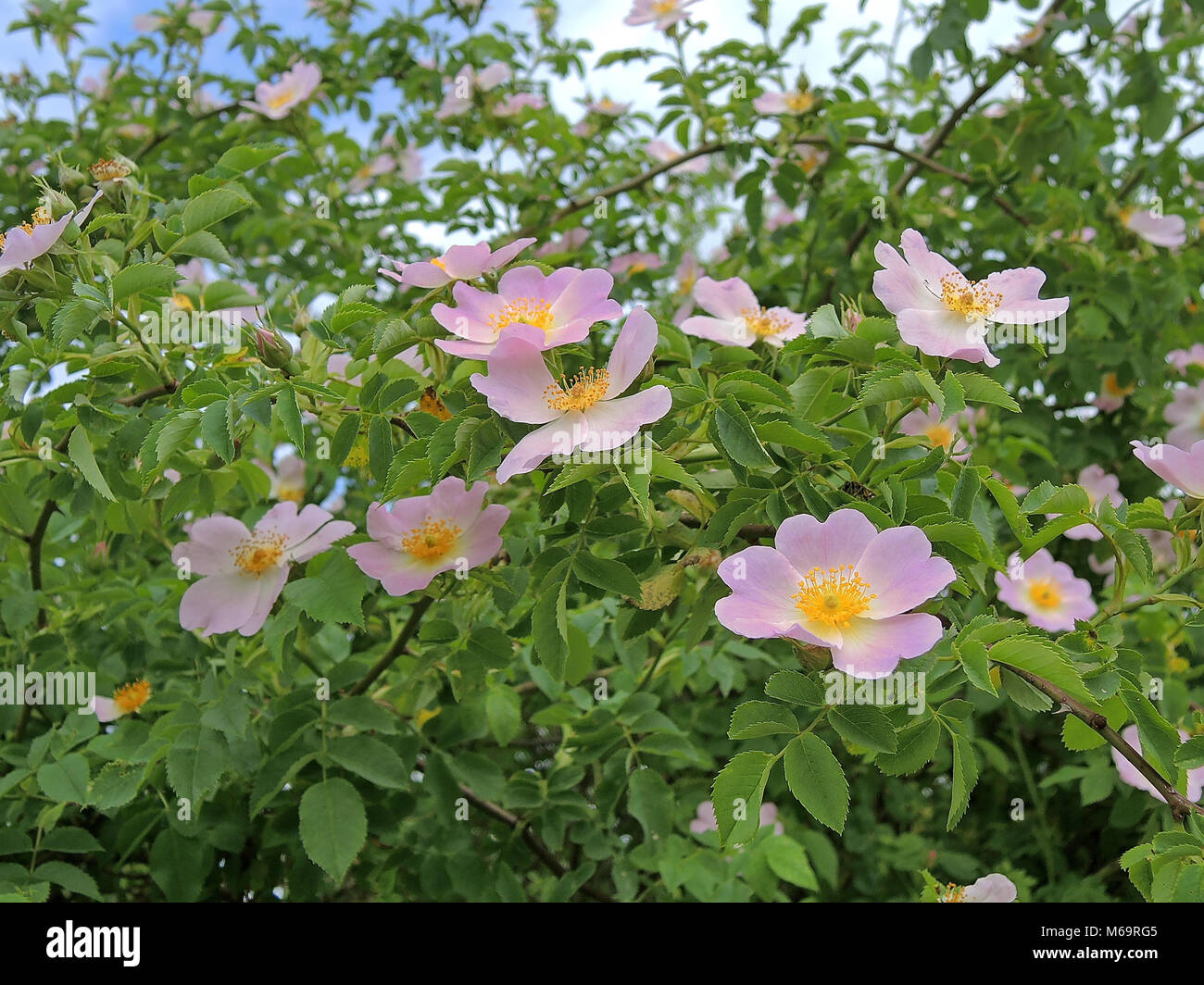 Hedge rose hi-res stock photography and images - Alamy