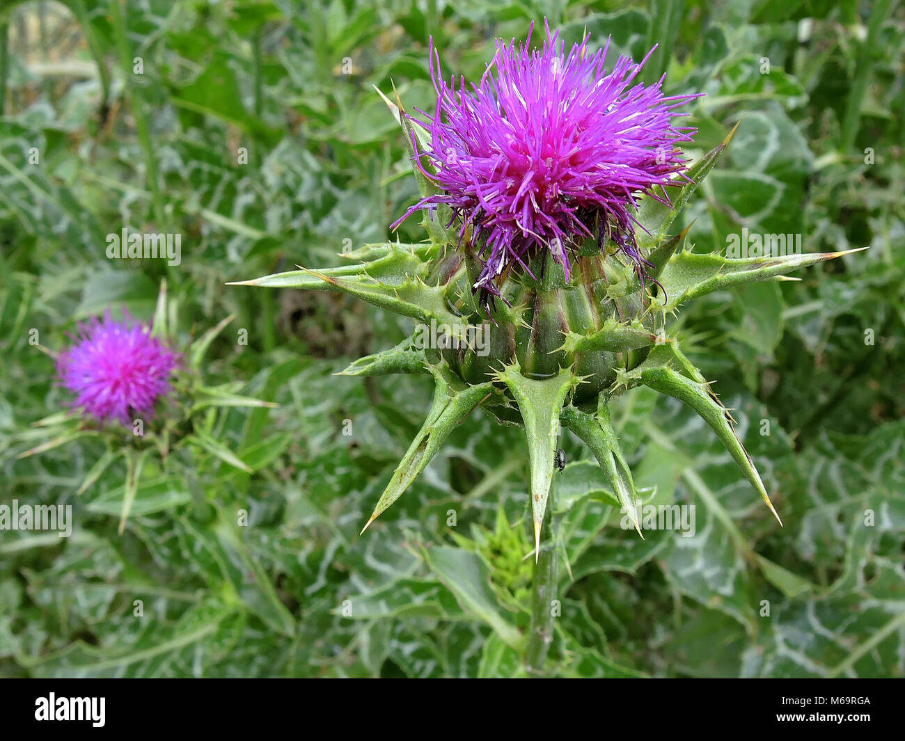holy thistle 2 Stock Photo - Alamy