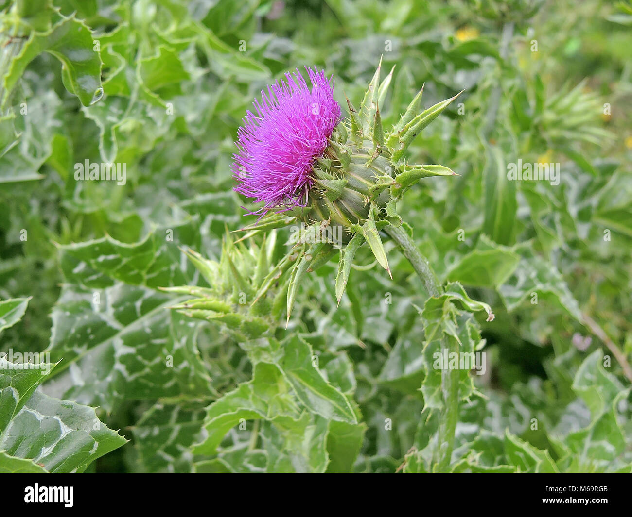 holy thistle 3 Stock Photo - Alamy
