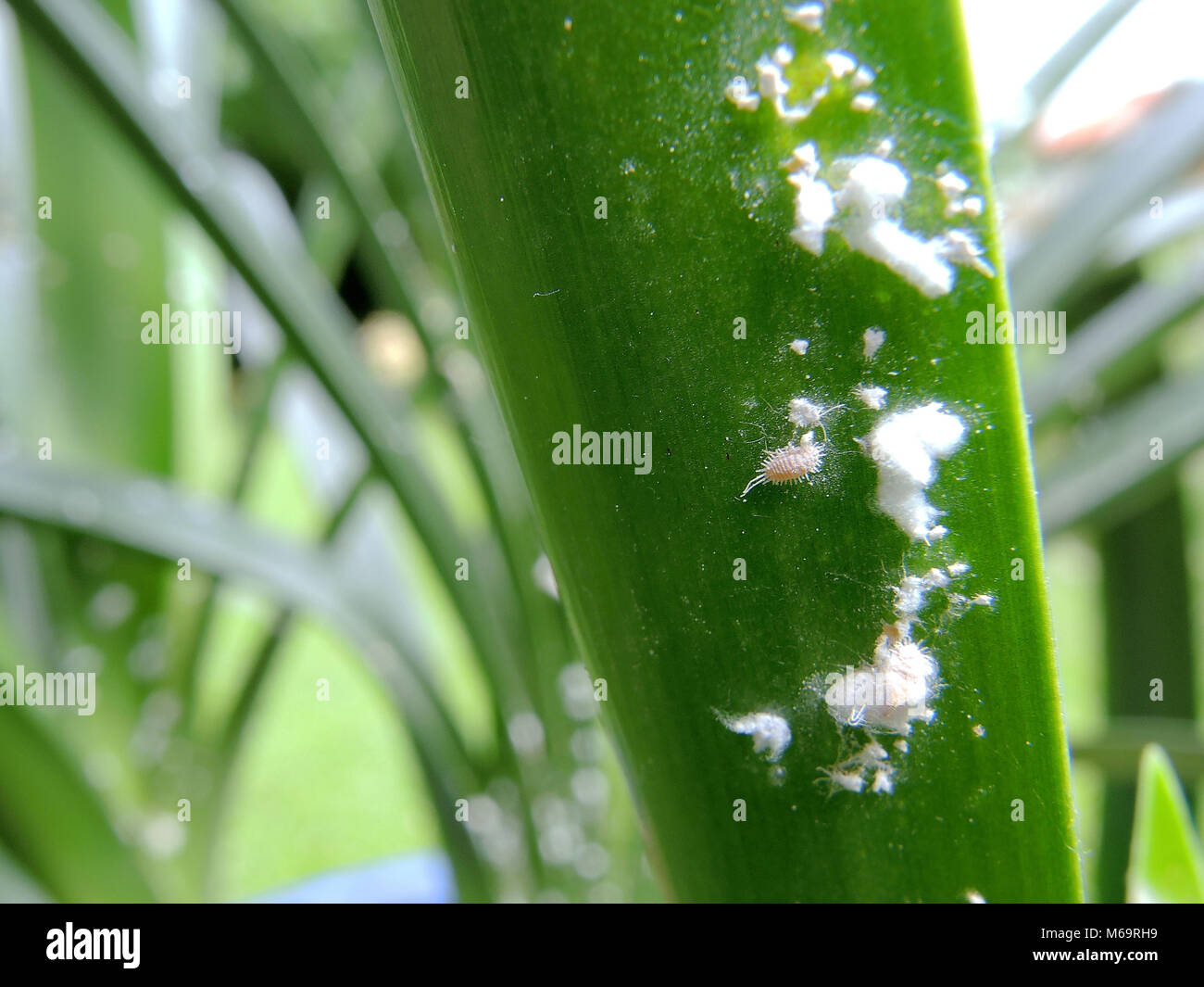 Mealy bug hi-res stock photography and images - Alamy