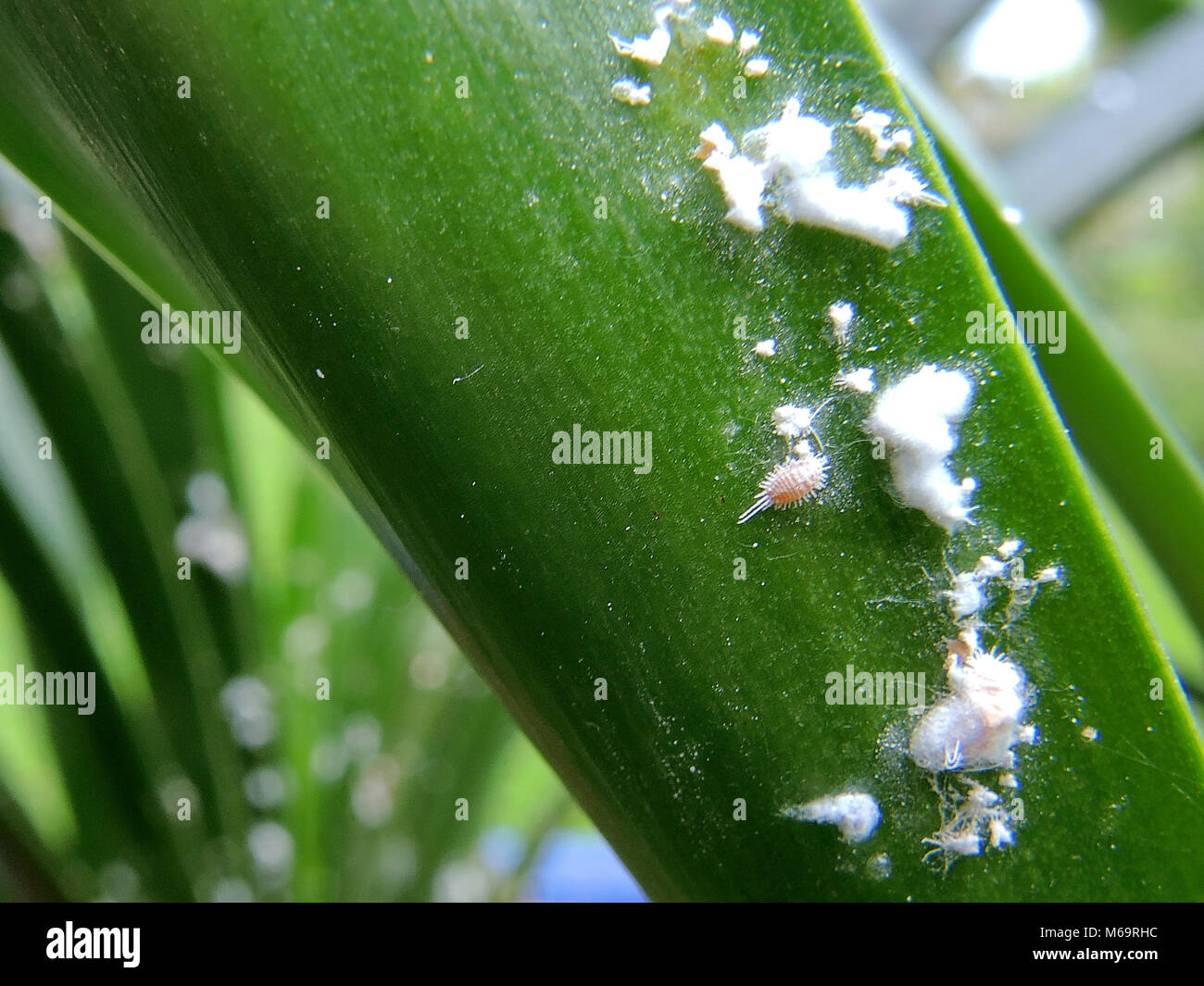 Mealy bug hi-res stock photography and images - Alamy