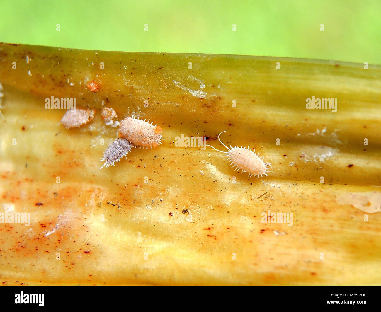 Mealy bug hi-res stock photography and images - Alamy