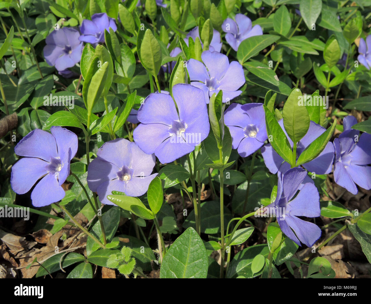 Periwinkle family hi-res stock photography and images - Alamy
