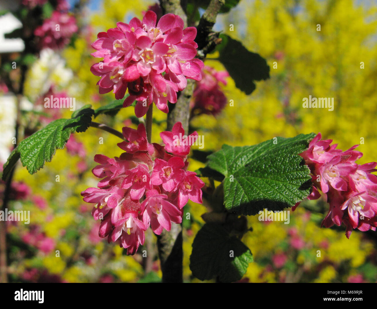 Redflower hi-res stock photography and images - Alamy
