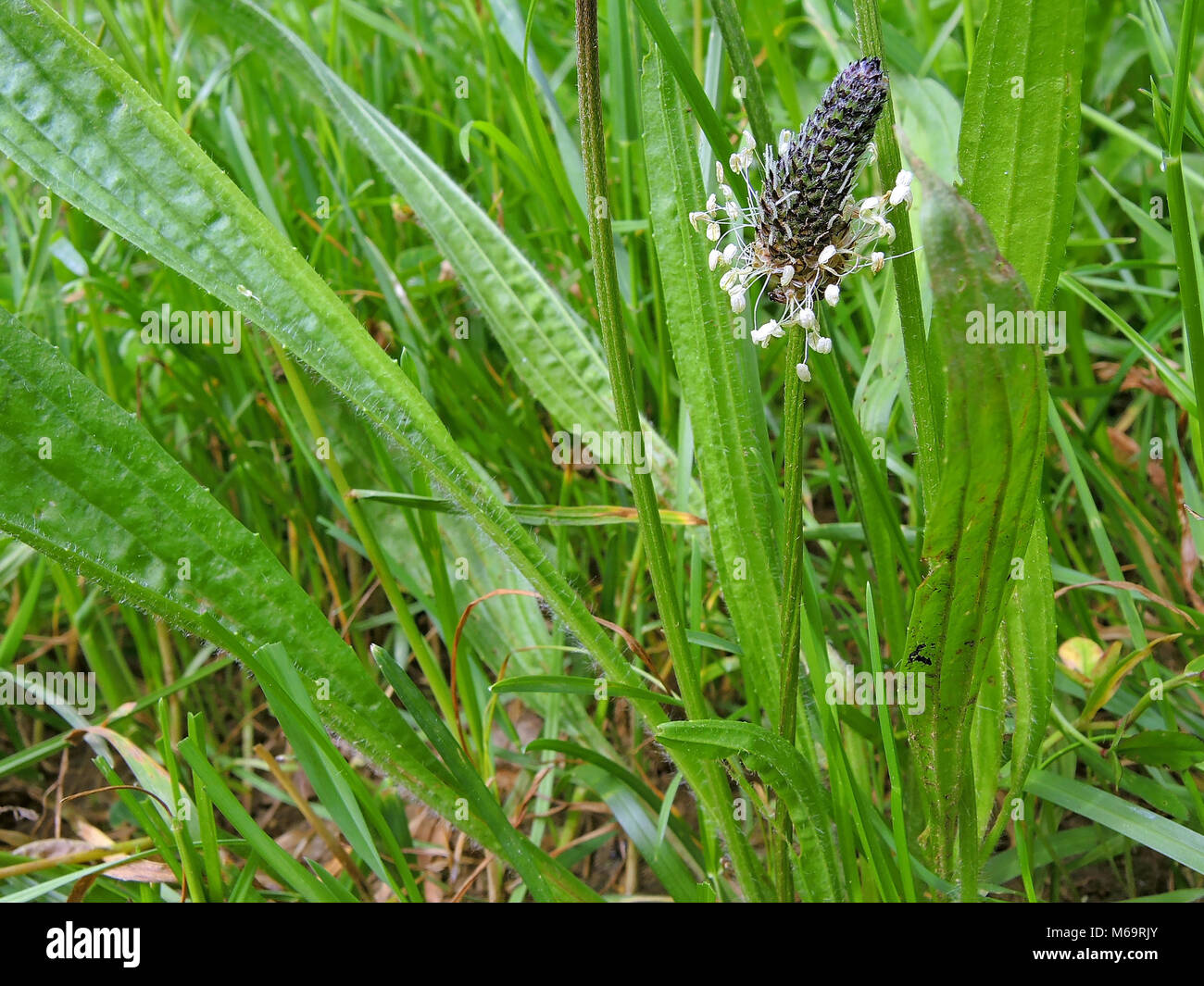 Herbs rib leaf hi-res stock photography and images - Alamy