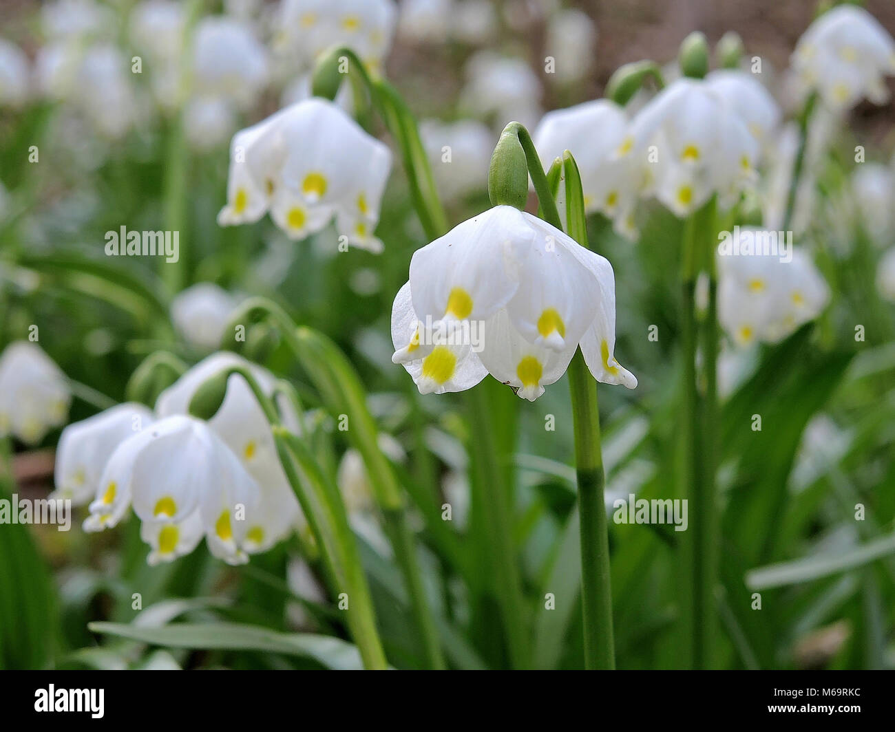 Rare snowdrop hi-res stock photography and images - Alamy