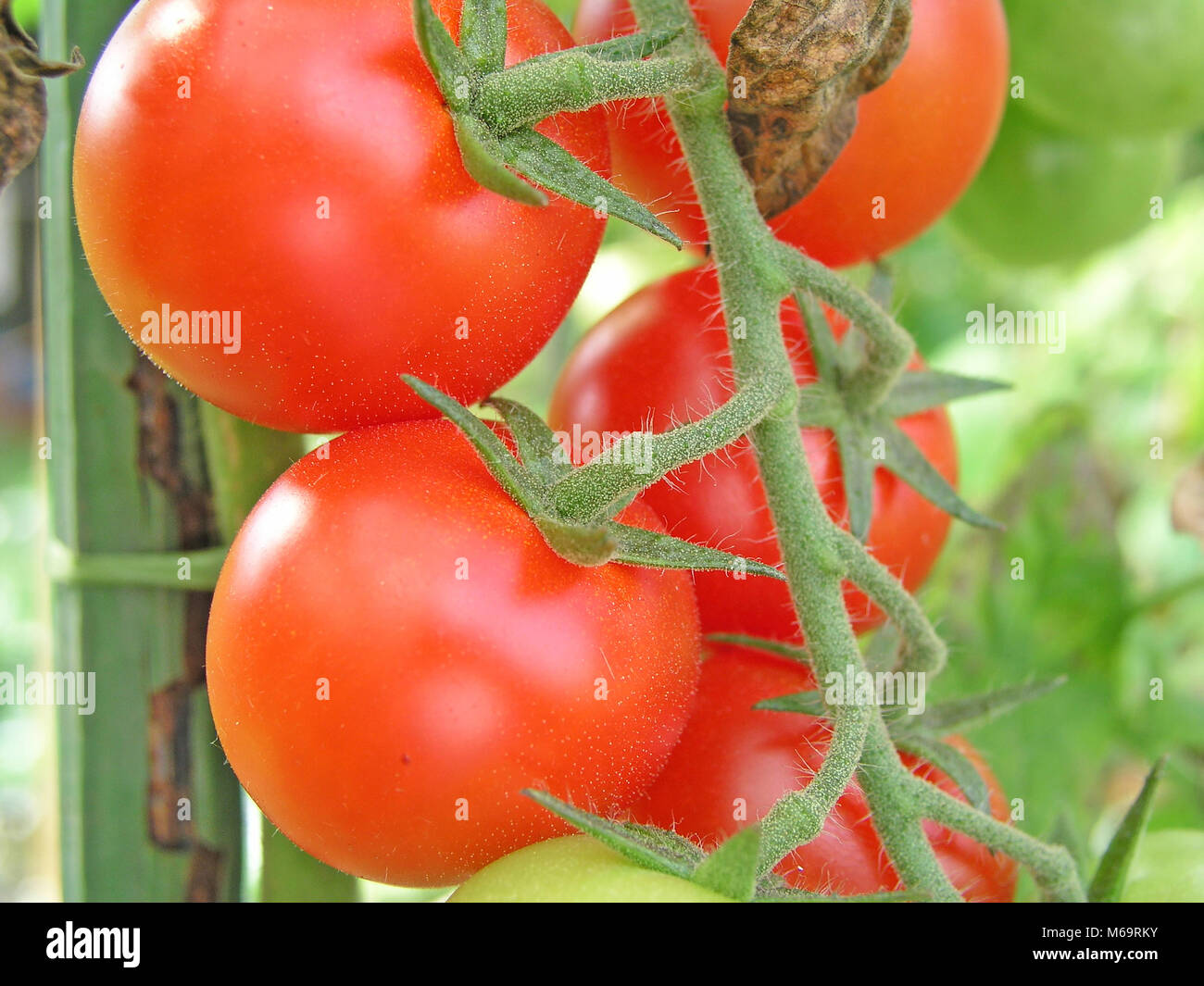 Tomato shrubs hi-res stock photography and images - Alamy