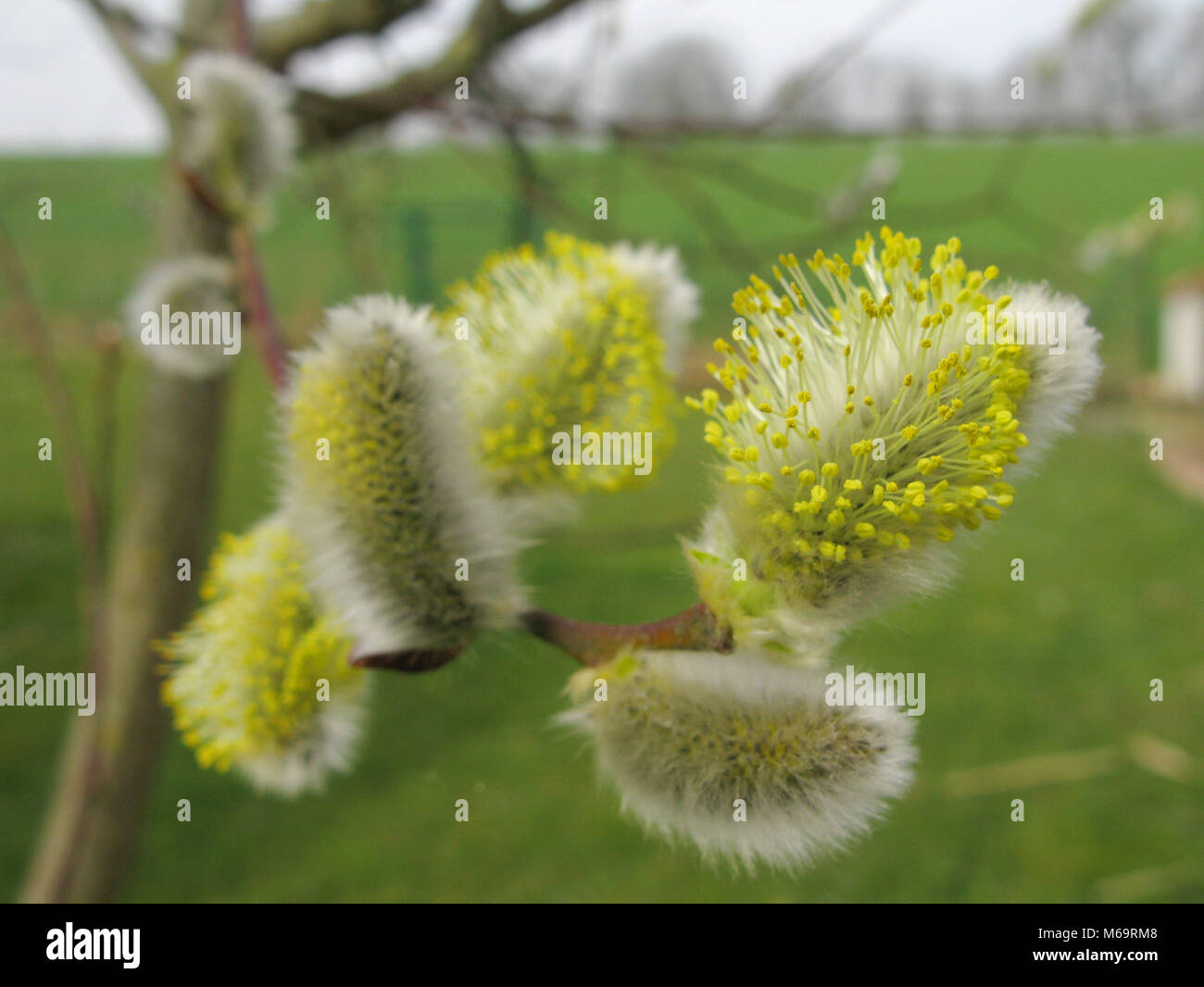 Willows plants vegetation flora hi-res stock photography and images - Alamy
