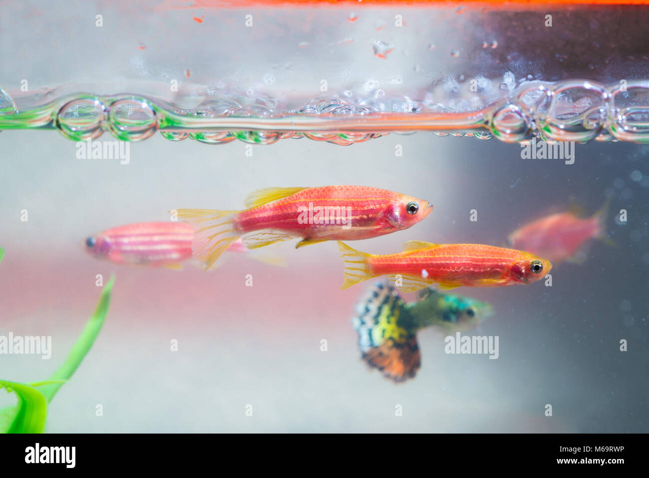 Little red fish with green plant in fish tank or aquarium underwater ...