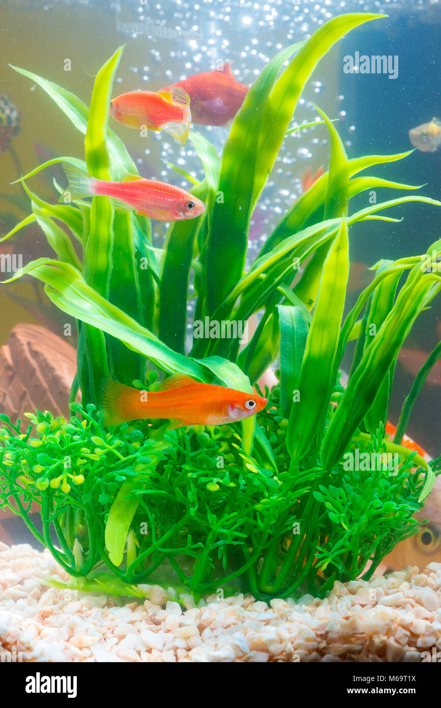 Little red fish with green plant in fish tank or aquarium underwater ...
