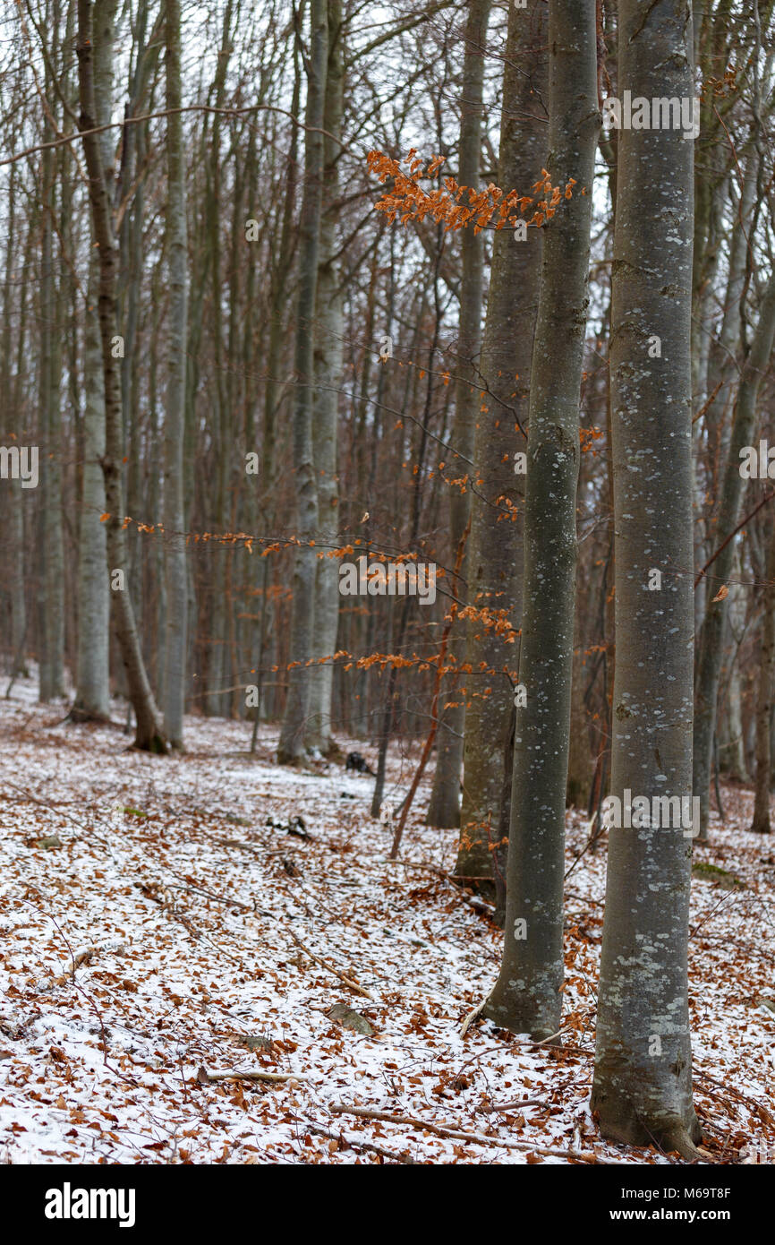 Winter in the forest Stock Photo - Alamy