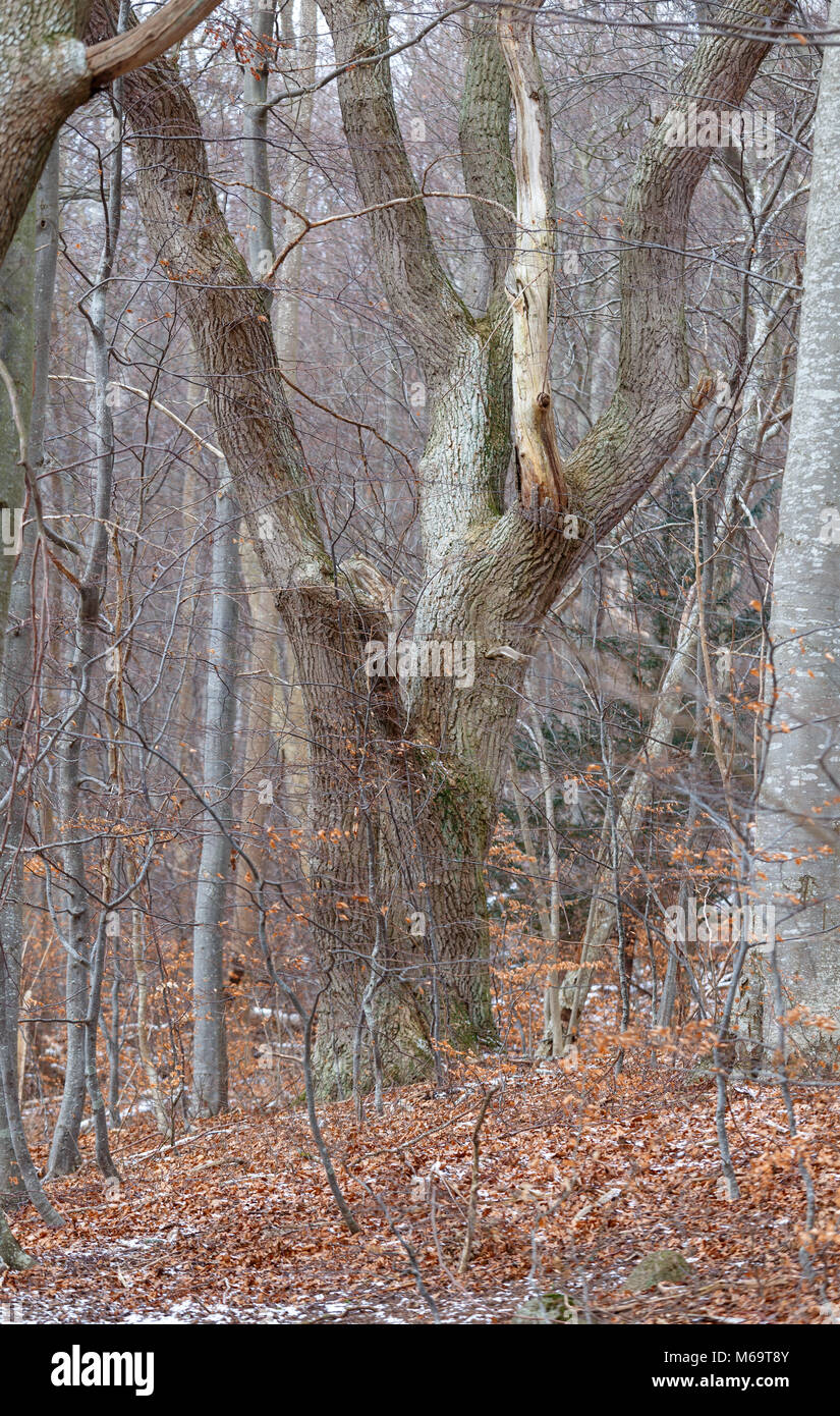 Big old oak tree Stock Photo - Alamy
