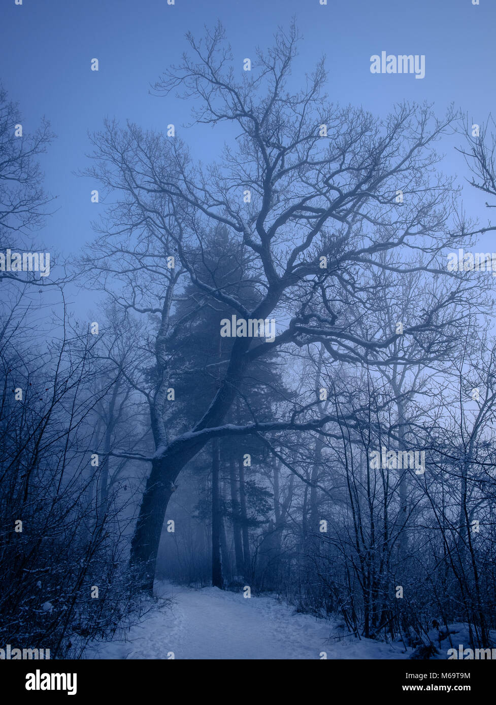 Big tree at night in mist Stock Photo - Alamy