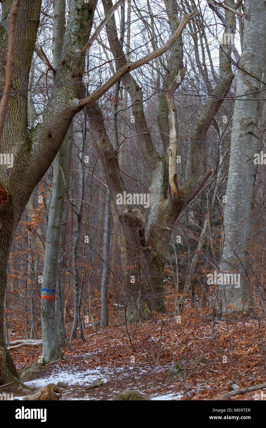 Big old oak tree in forrest Stock Photo - Alamy
