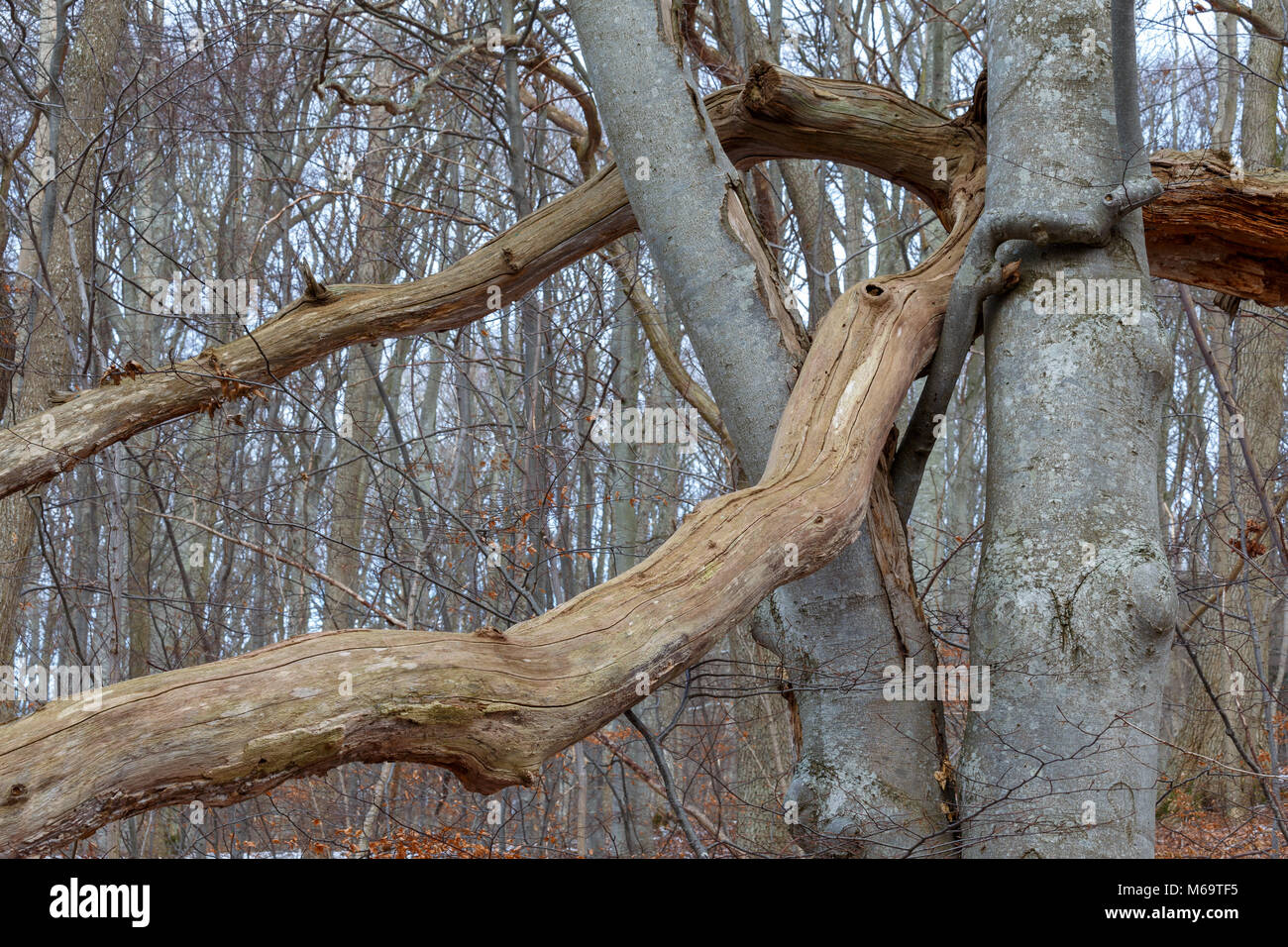 Tree that has fallen on another tree Stock Photo - Alamy