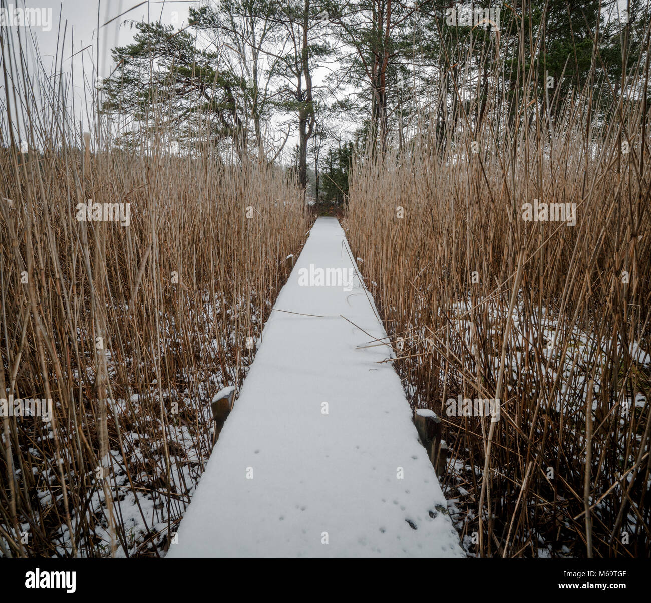 path with snow between reeds Stock Photo - Alamy