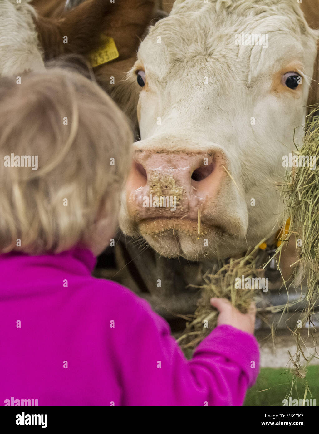 Spotted cows in cowshed hi-res stock photography and images - Alamy