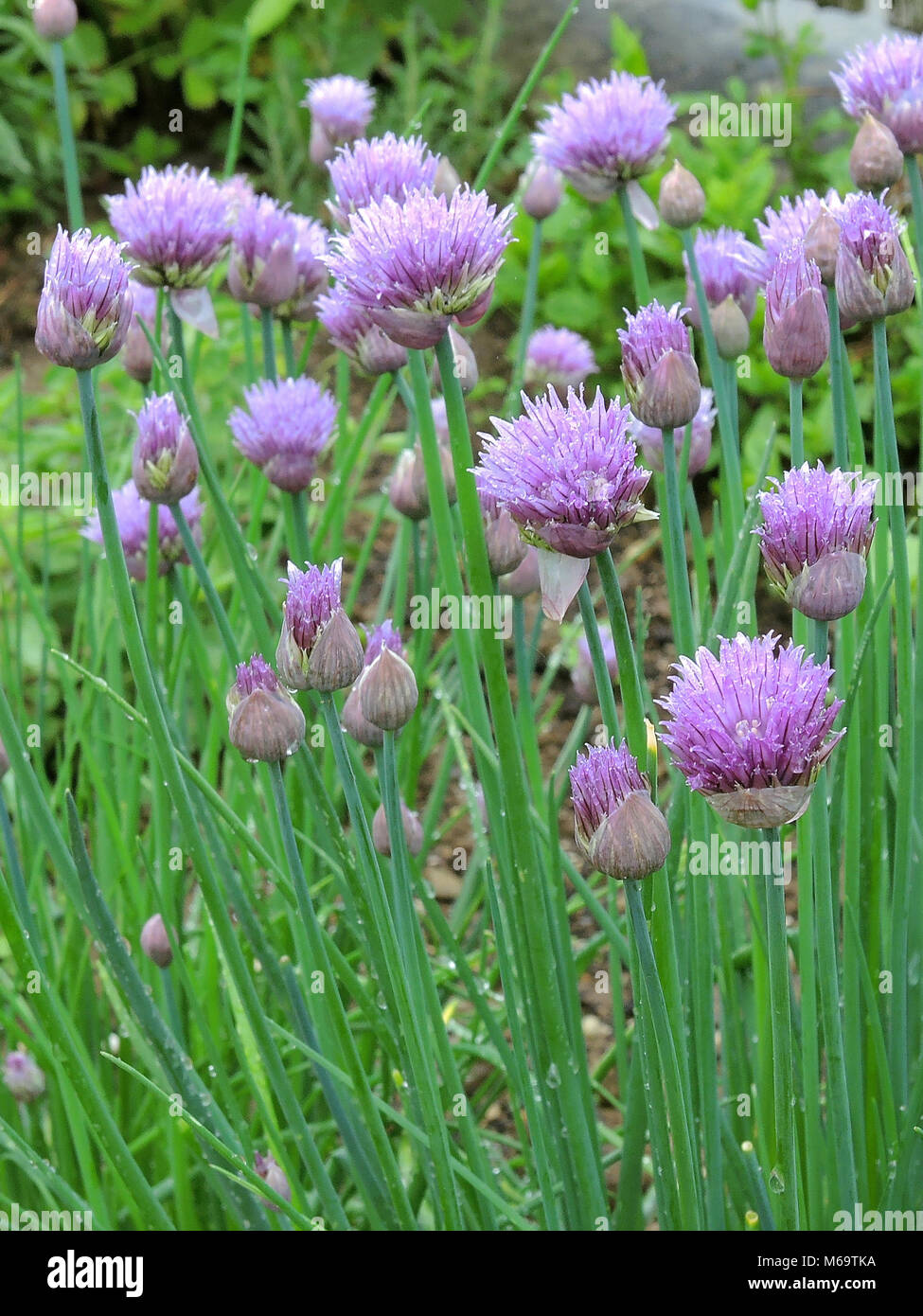 Chive family hi-res stock photography and images - Alamy