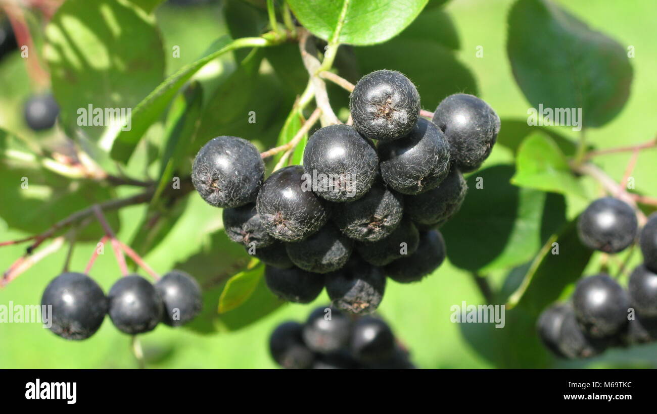 Soft fruit plantations hi-res stock photography and images - Alamy
